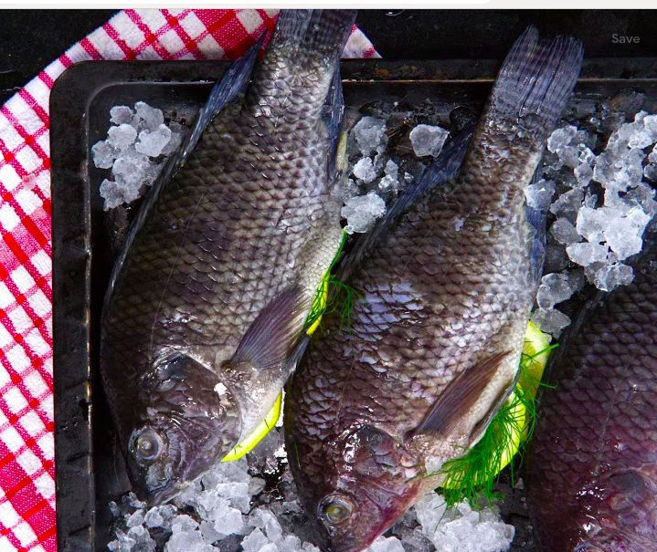 Bream Fish per Kg – Karibabreams.co.za